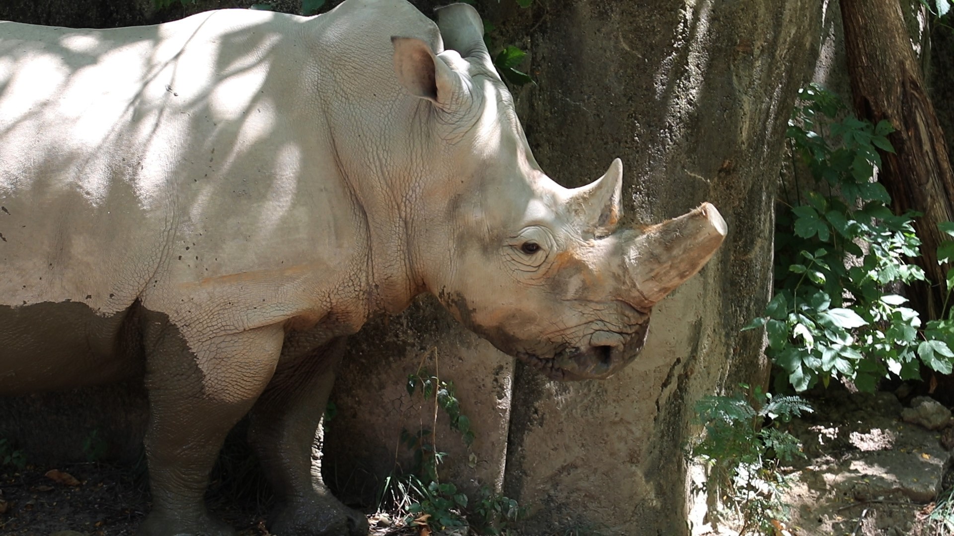 Indianapolis Zoo welcomes white rhinoceros calf | wthr.com