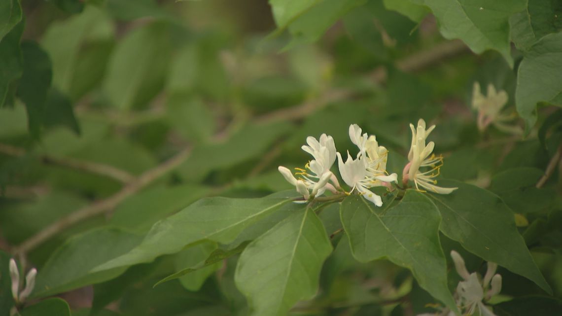 Here's how you can get paid to remove invasive plant species | wthr.com