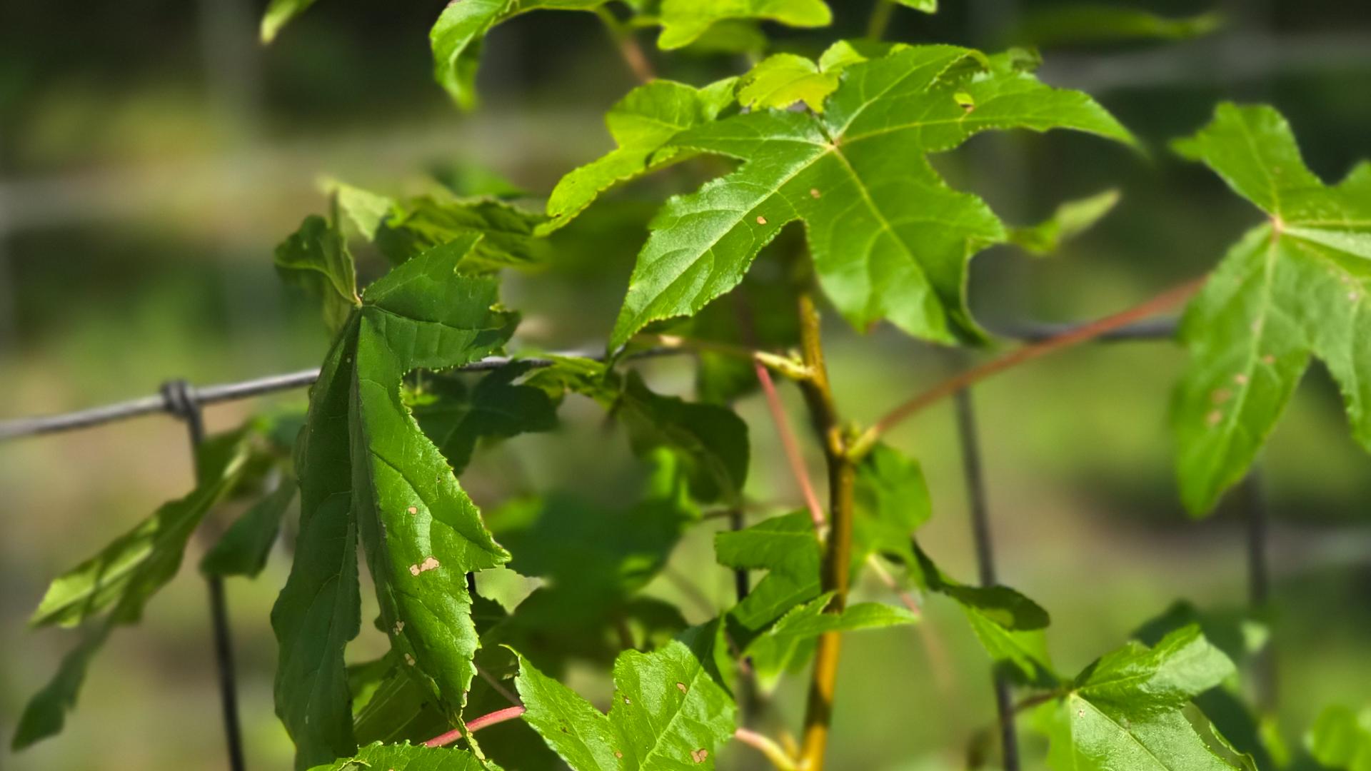 Indiana getting next generation 'moon tree' | wthr.com