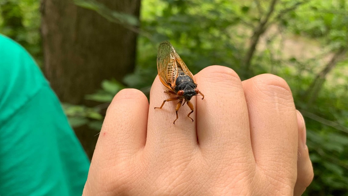 Brood X cicadas invading many areas in central Indiana | wthr.com