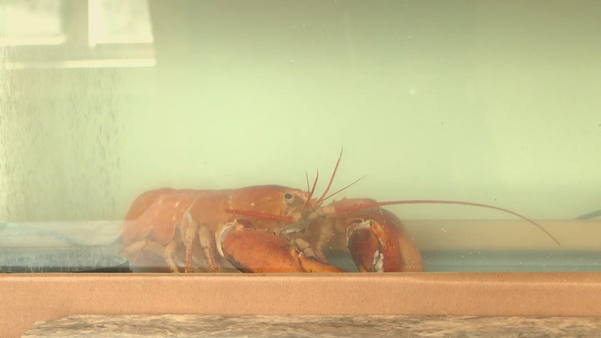 1 in 30 million rare lobster rescued from restaurant tank | wthr.com