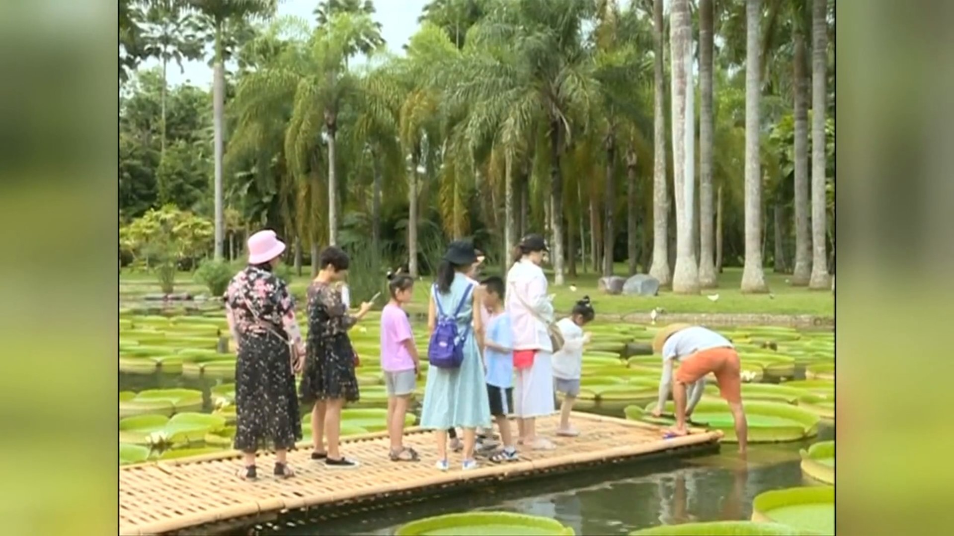 Giant lotus leaves attract curious visitors | wthr.com