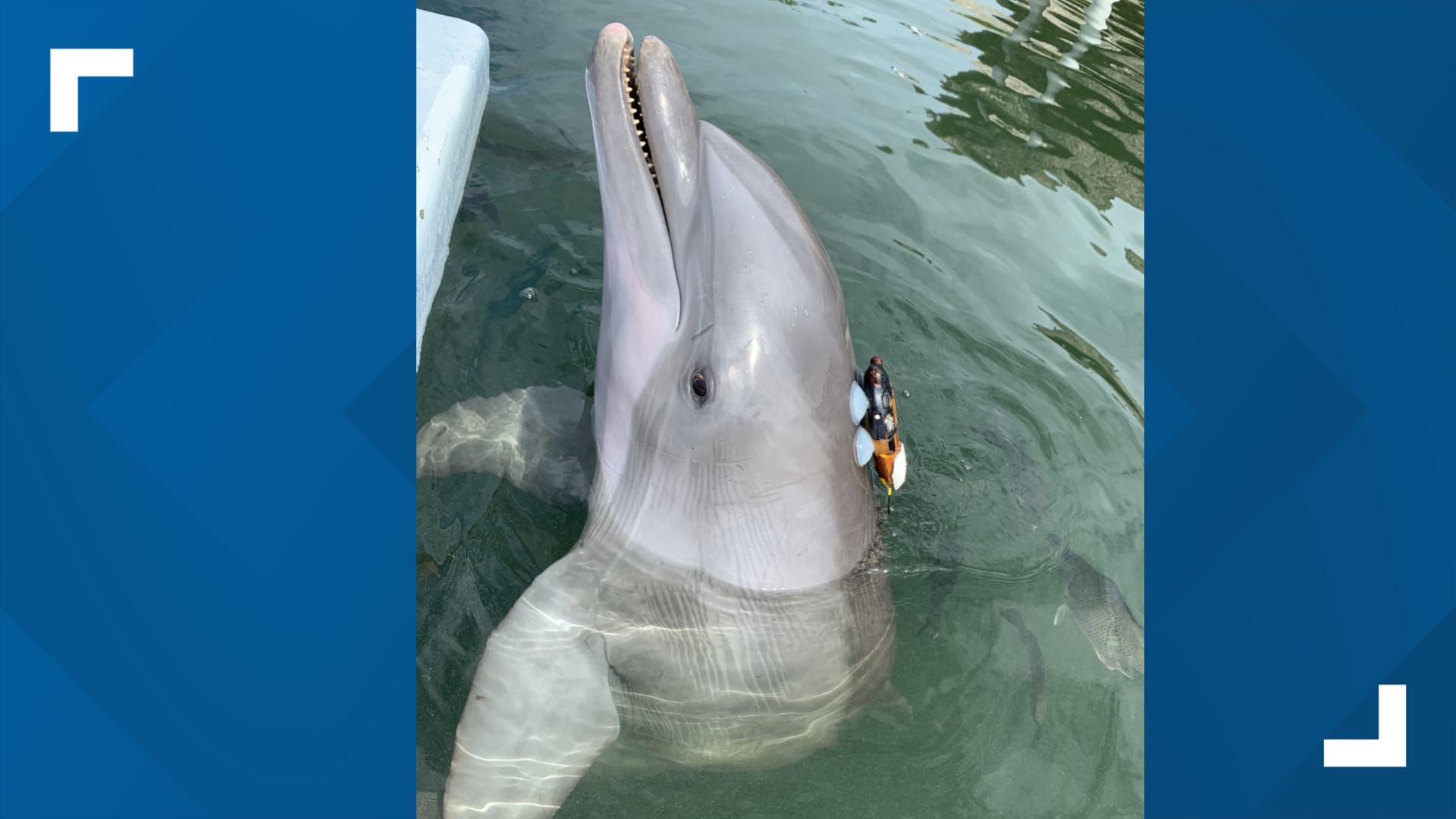 Dolphins shout at each other over human noise pollution | wthr.com