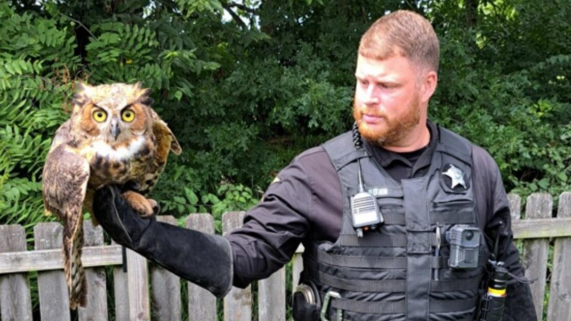 Injured owl rescued by Hamilton County animal control officer | wthr.com