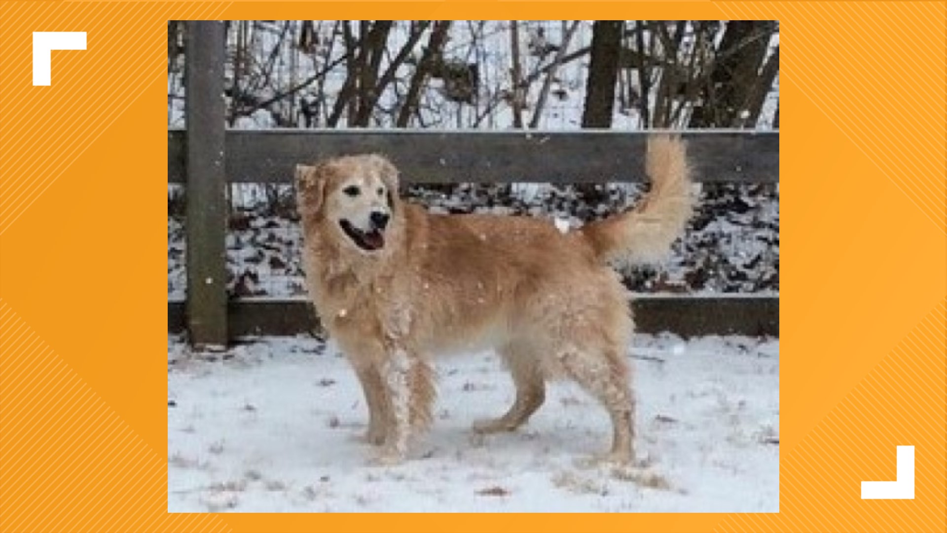 Indy golden retriever rescue saves 'all-American dogs' | wthr.com