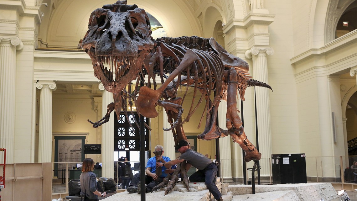 SUE the T. rex coming to Children's Museum | wthr.com