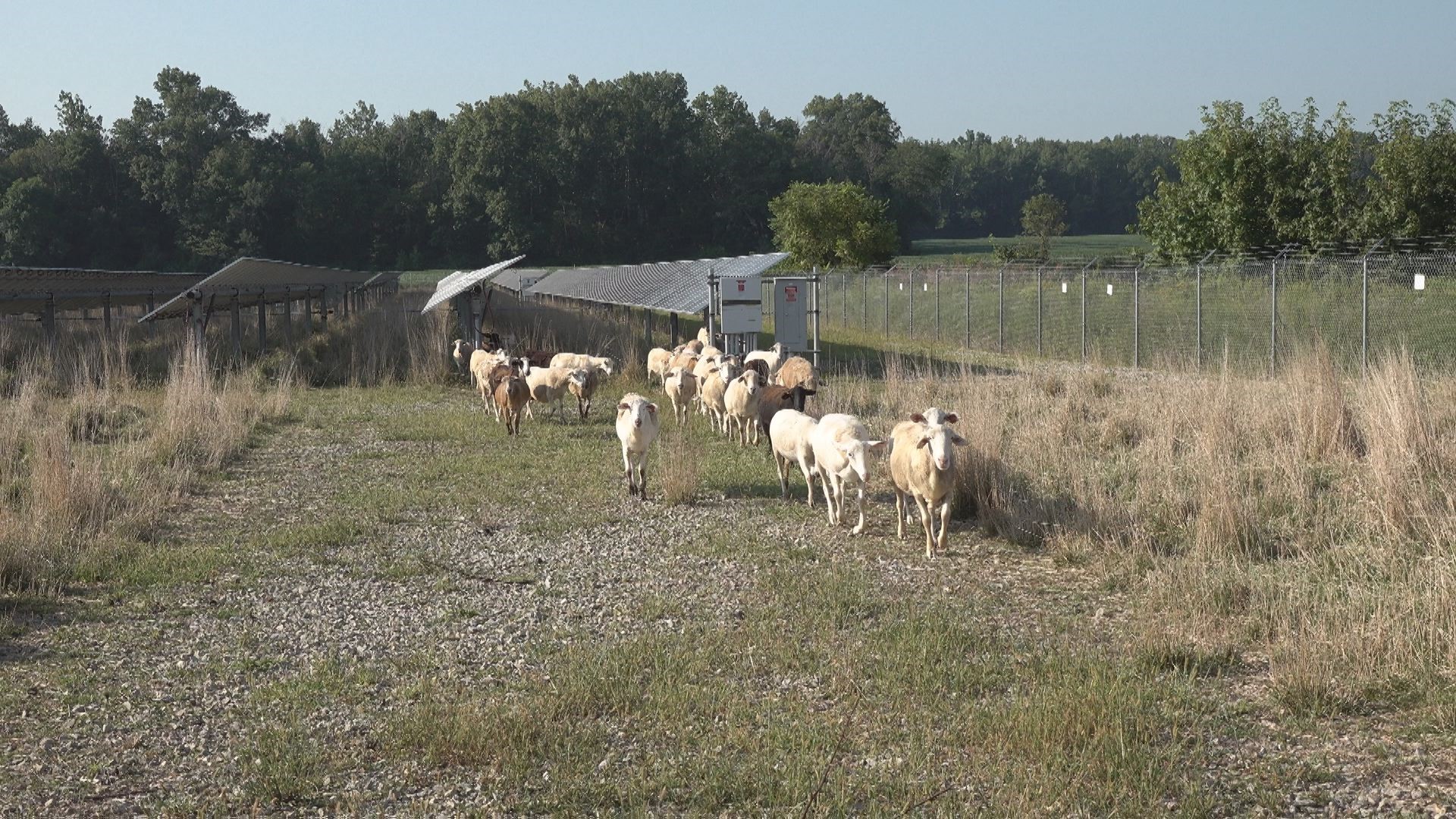 Solar panels and Indiana sheep farmers make for clean energy team ...