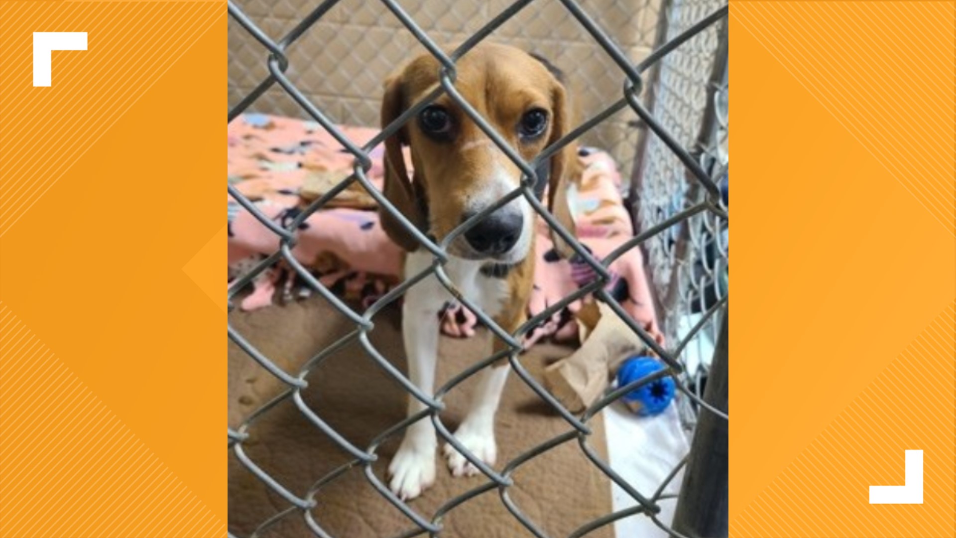 Beagles rescued from Virginia facility up for adoption in Indiana ...