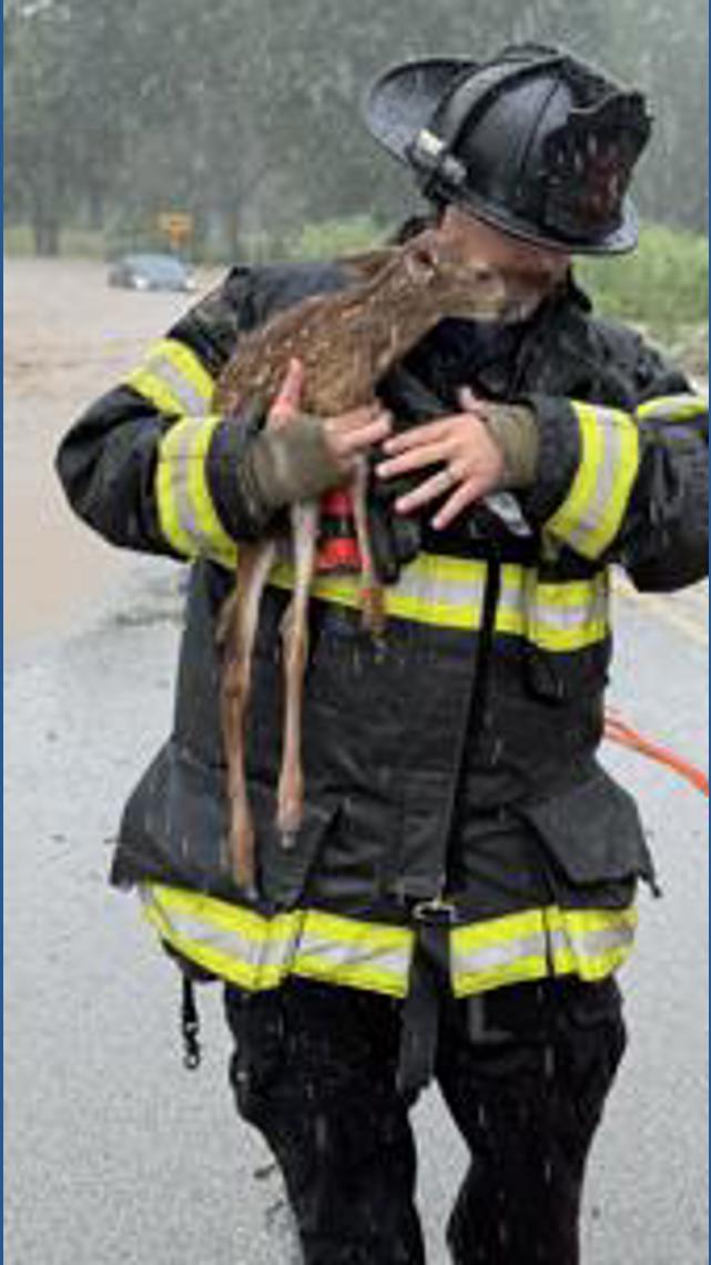 Morgan County first responders rescue baby deer from floodwaters during ...