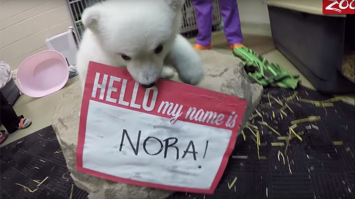 Columbus Zoo Releases Video Of Adorable Polar Bear Cub Growing Up