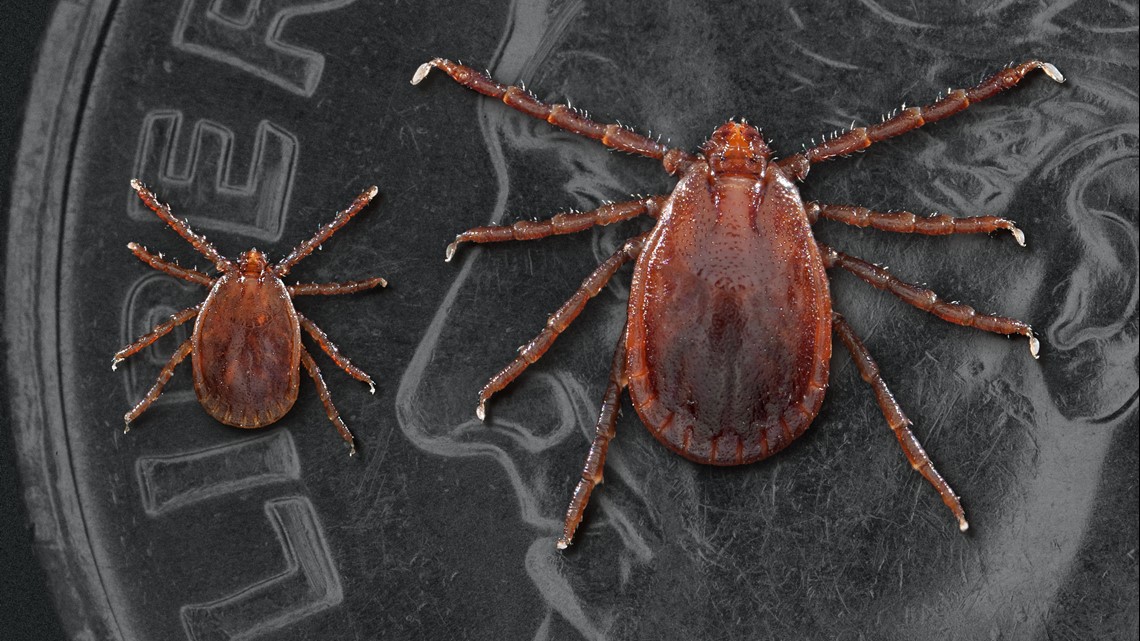 Asian tick that clones itself could spread fast and far in the US ...
