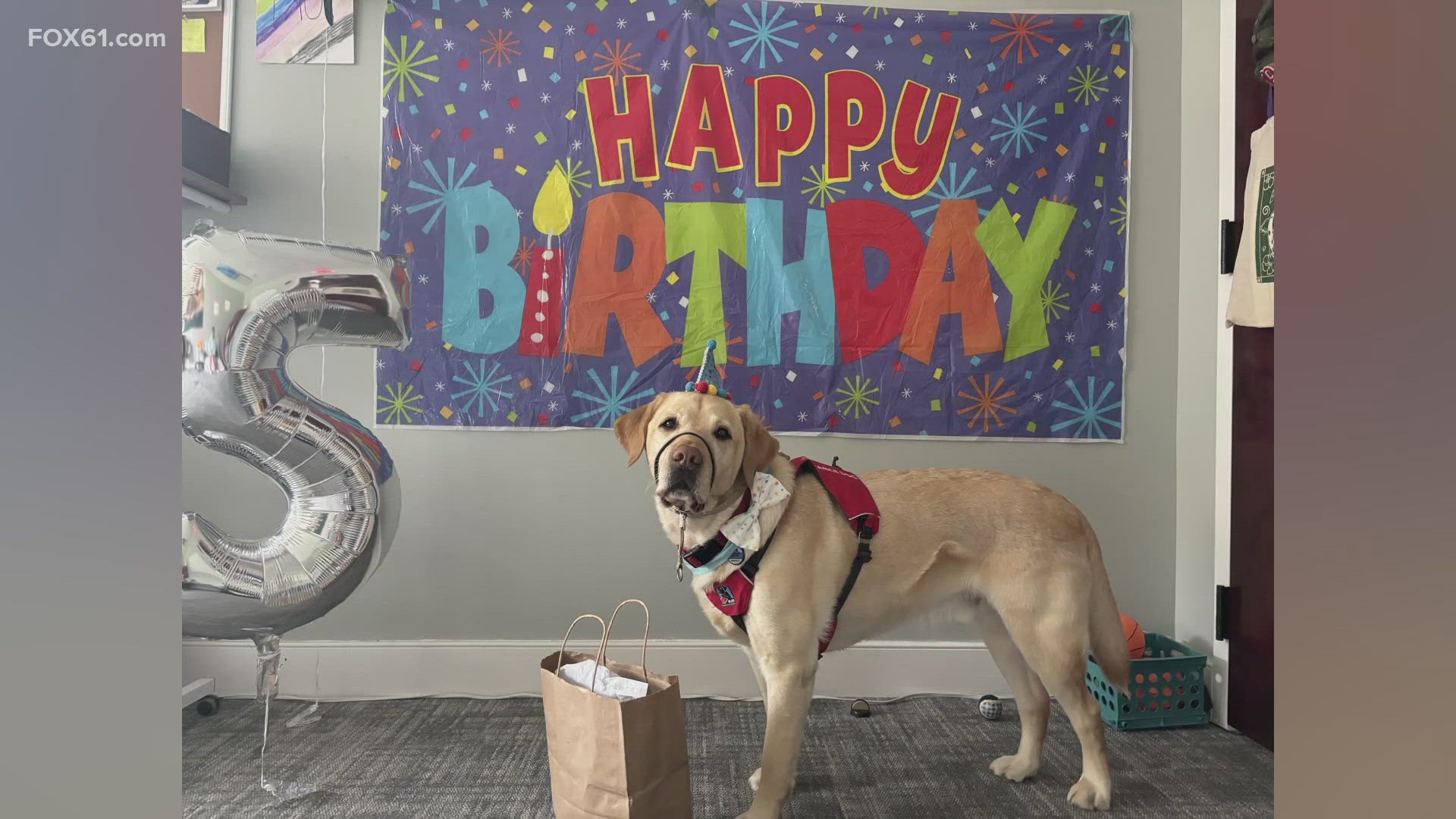 Major milestone for FOX61 NEADS dog: Happy 5th birthday Morrissey ...