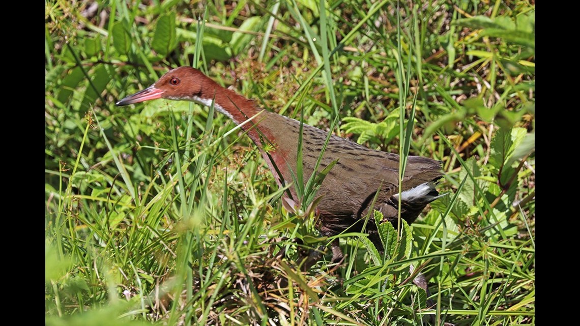 Extinct species of bird came back from the dead, scientists find ...