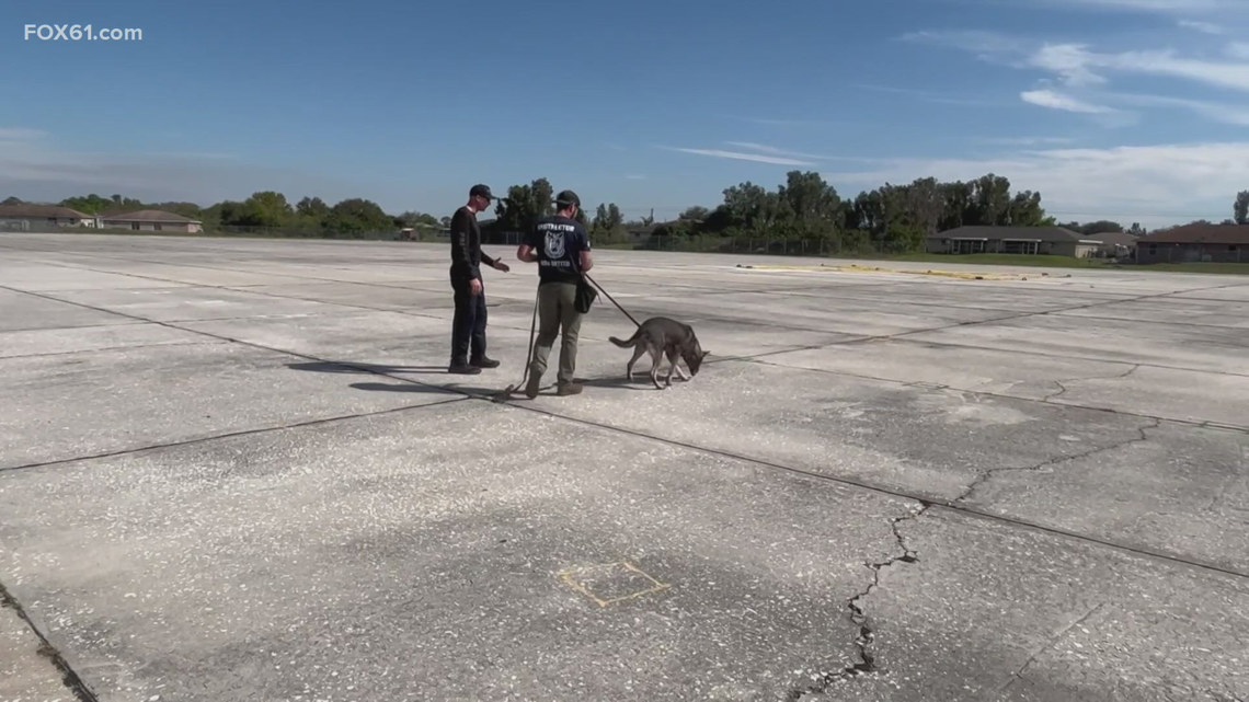 K9s United’s fifth annual virtual Fallen K9 Memorial Run | fox61.com