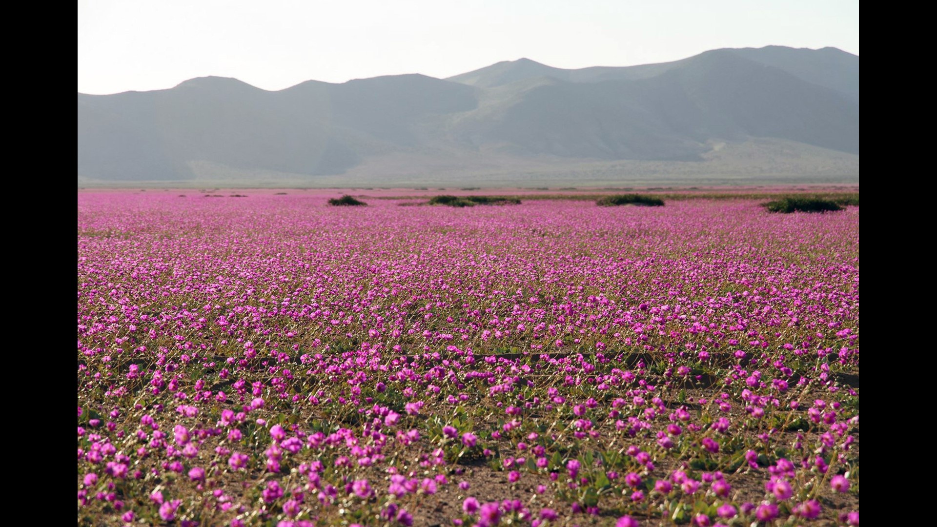 Flowers bloom in Atacama Desert, the driest place on Earth | fox61.com