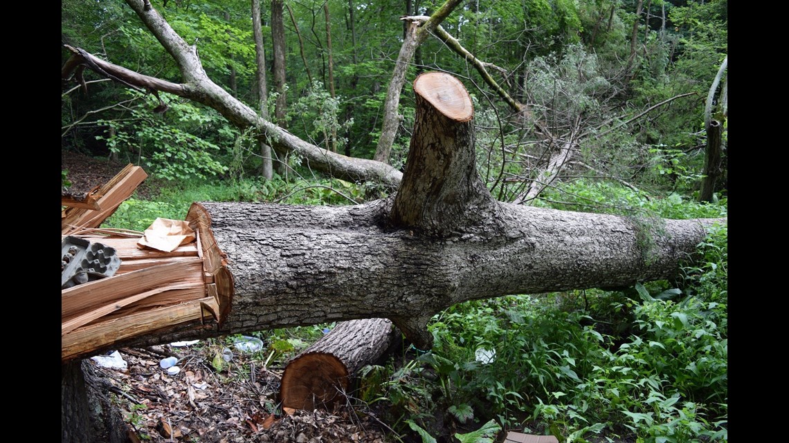New Haven man arrested for cutting down historic Hamden tree | fox61.com