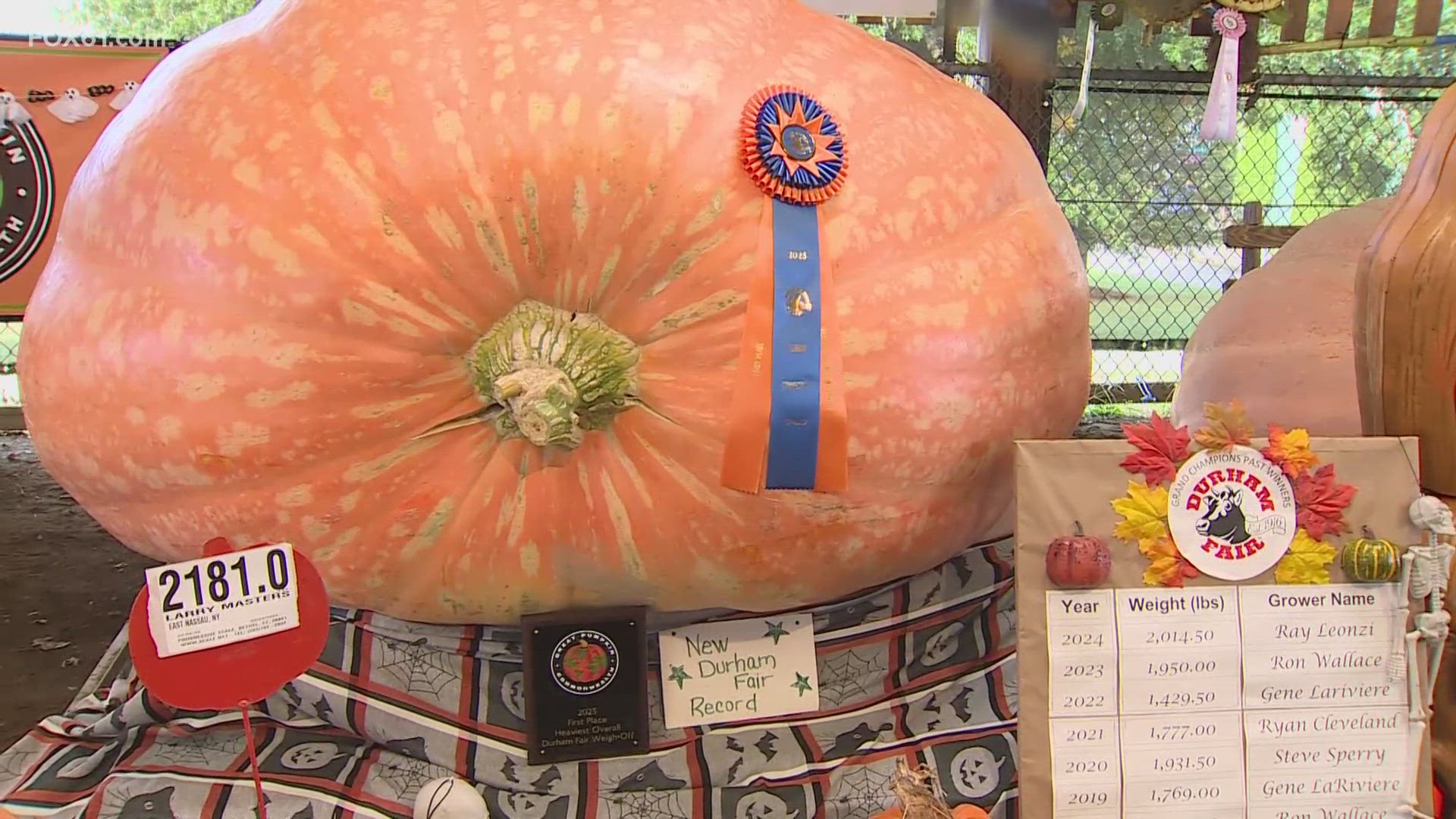 Cattle, pumpkins, games and rides steal the show at the 150th edition ...