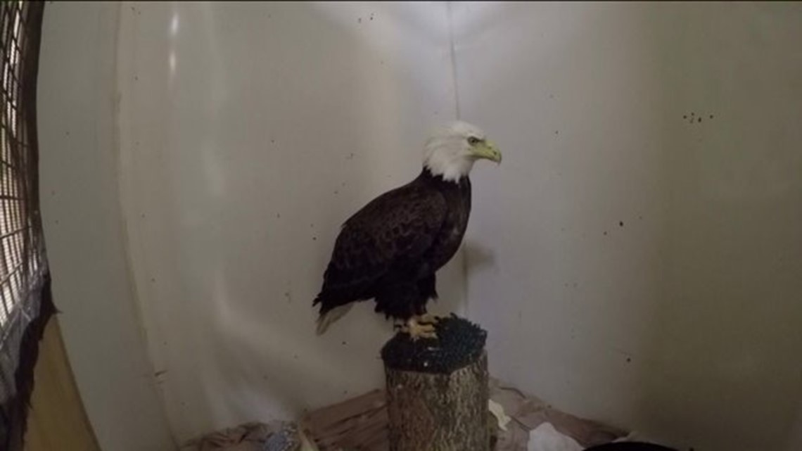 Bald eagle continues to make progress at Sharon bird rescue | fox61.com