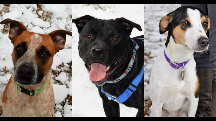 Middlebury animal rescue extending their reduced adoption fee in hopes ...