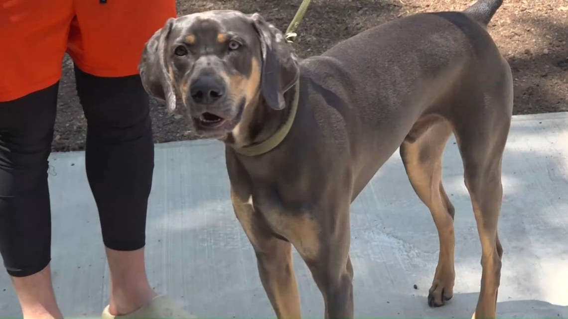 Vet urges pet owners to protect animals from heat-related illnesses ...