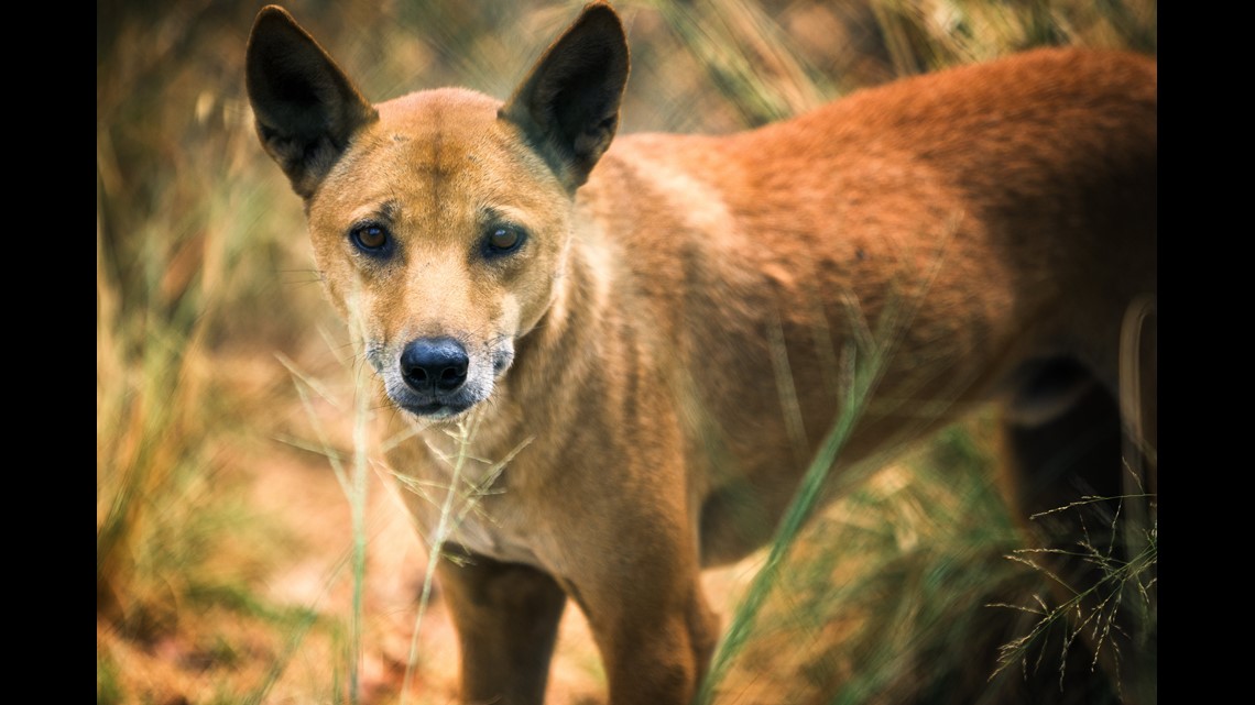 Rescuers: Dad saved toddler from dingo attack in Australia | fox61.com