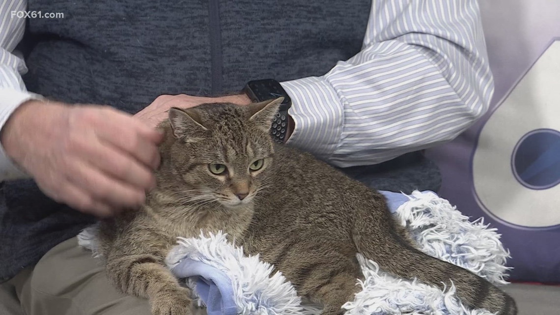 Rose | Pet of the Week | fox61.com