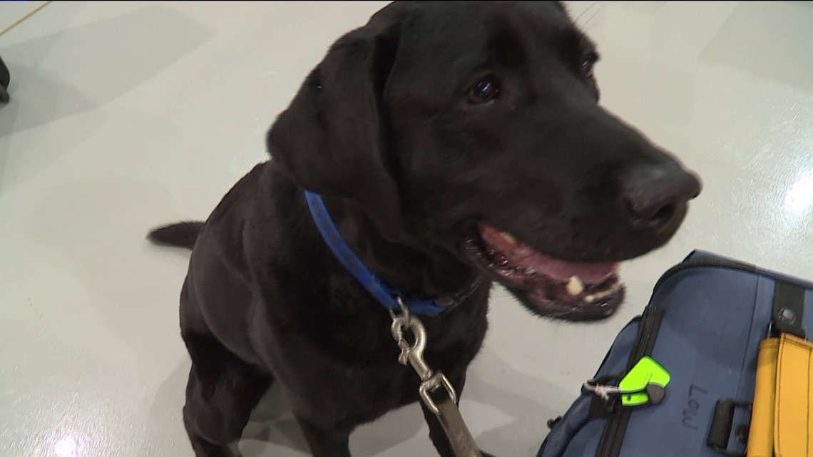 Training security dogs at MSA Security in Windsor | fox61.com