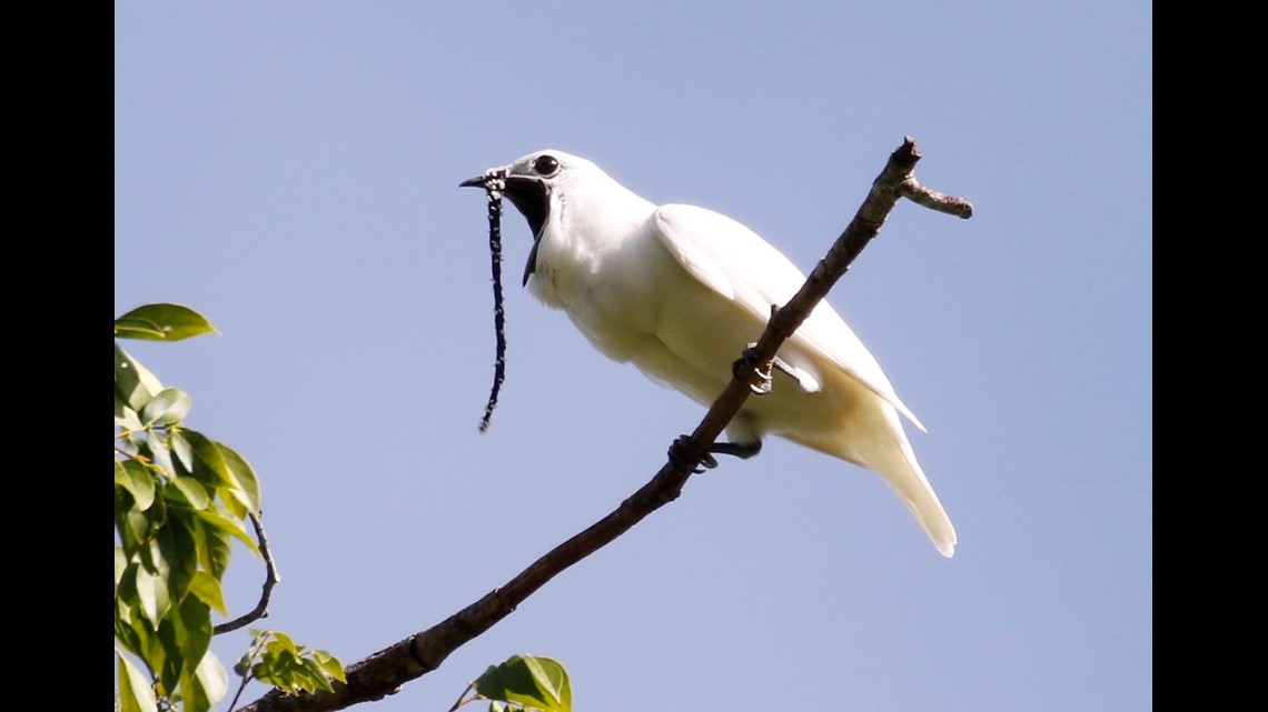 This bird’s ear-splitting song could be the loudest in the world. It’s ...