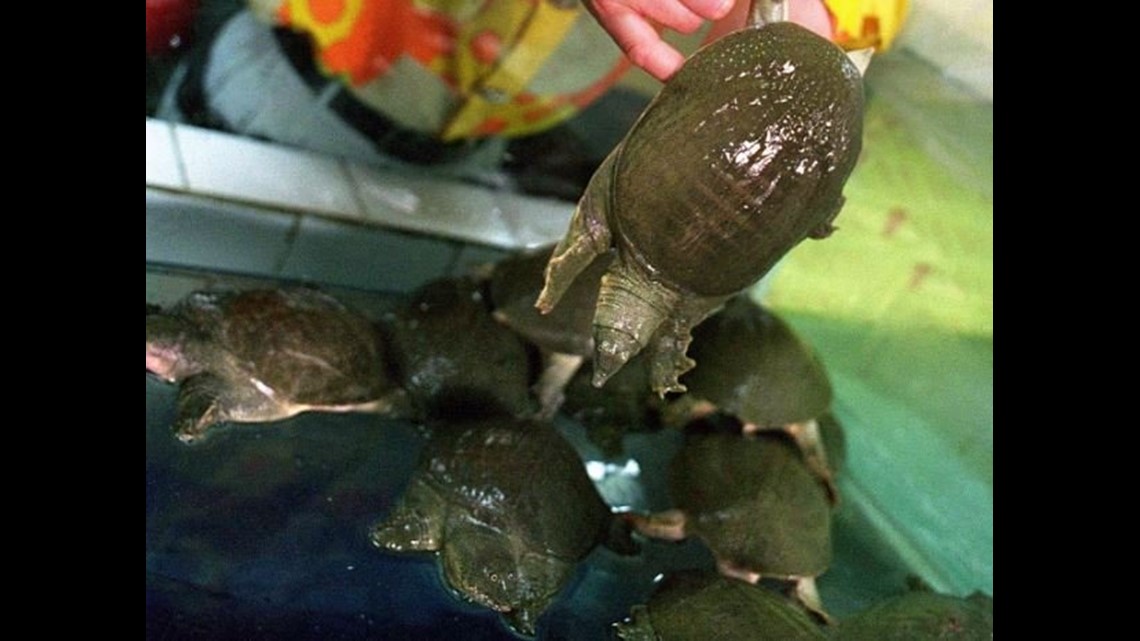 New England experts concerned by sighting of invasive turtle | fox61.com