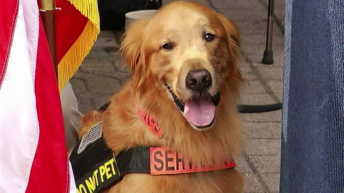 Service dog whose story raised awareness of PTSD has died | fox61.com