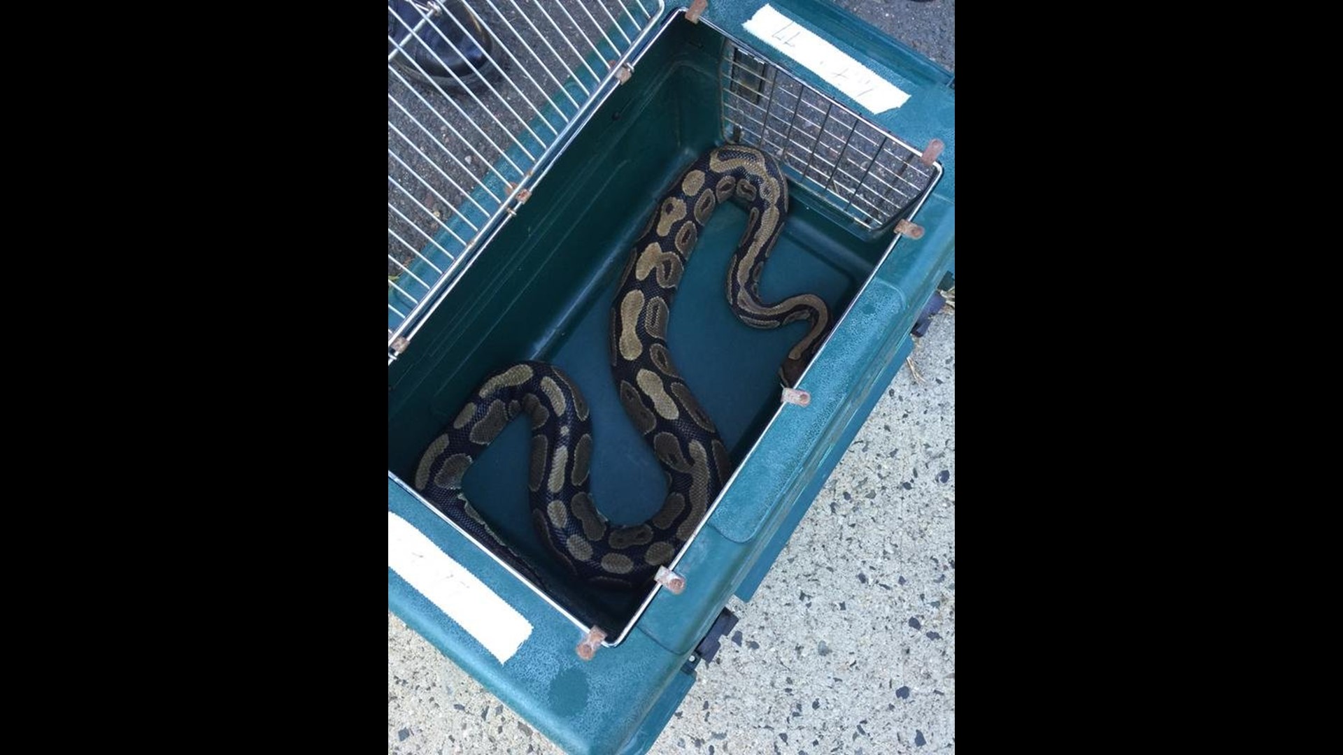 Shocking find: Hartford family discovers 5-foot snake in their home ...