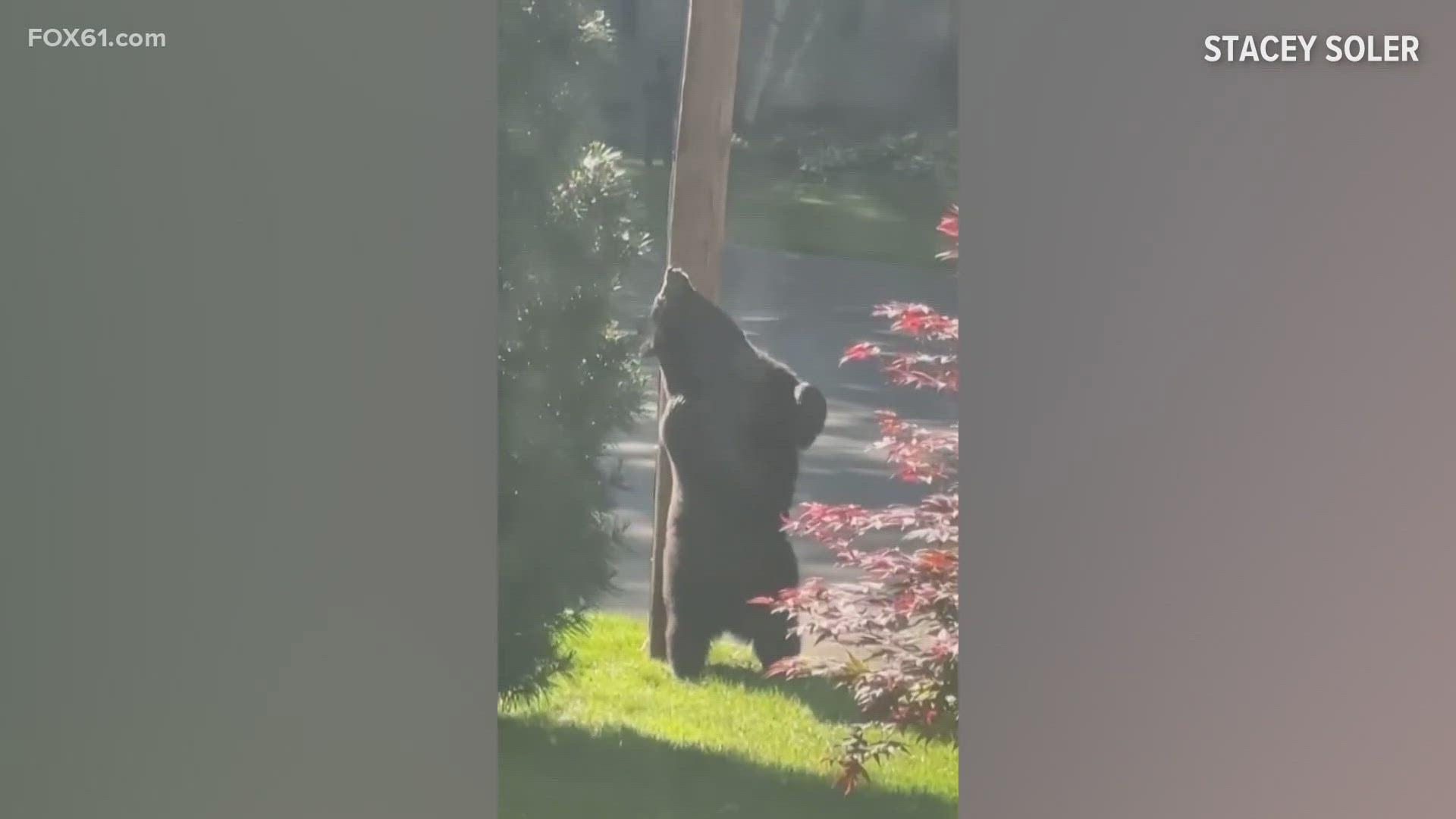 Debate over legalizing bear hunting in Connecticut continues | fox61.com