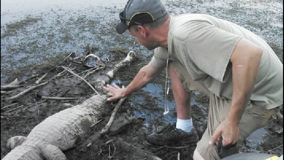 DEEP: Alligator found on shore of Connecticut River in Suffield was ...