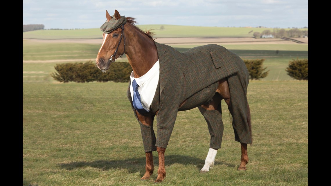 Cheltenham Festival 2016: Racehorse dons three-piece tweed suit & flat ...