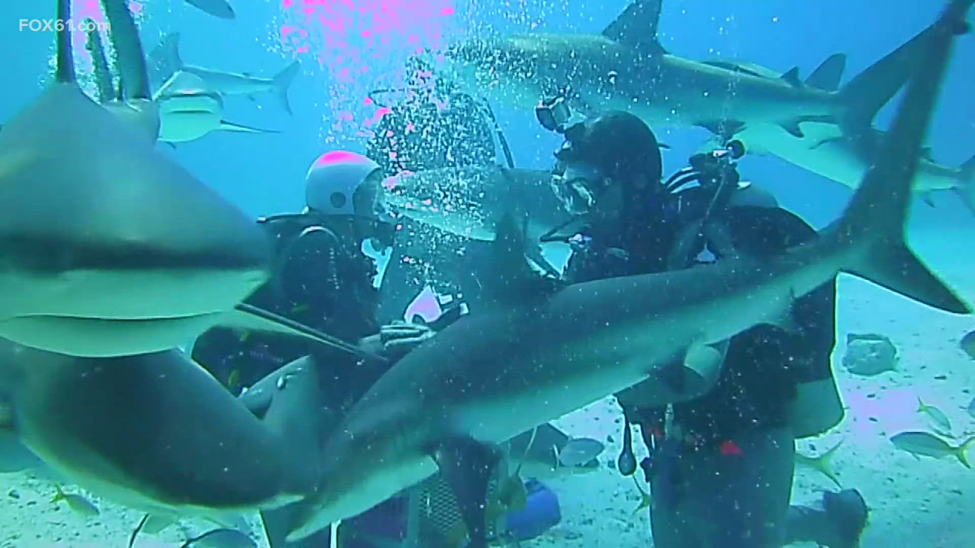Enfield Scuba uses Shark Week hype to promote conservation message ...