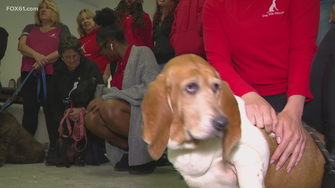 Prince Tech students aid Dog Star Rescue's expansion | fox61.com