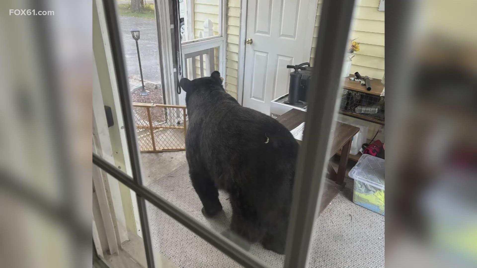 Bear breaks into Simsbury, CT home; family recounts frightening moments ...