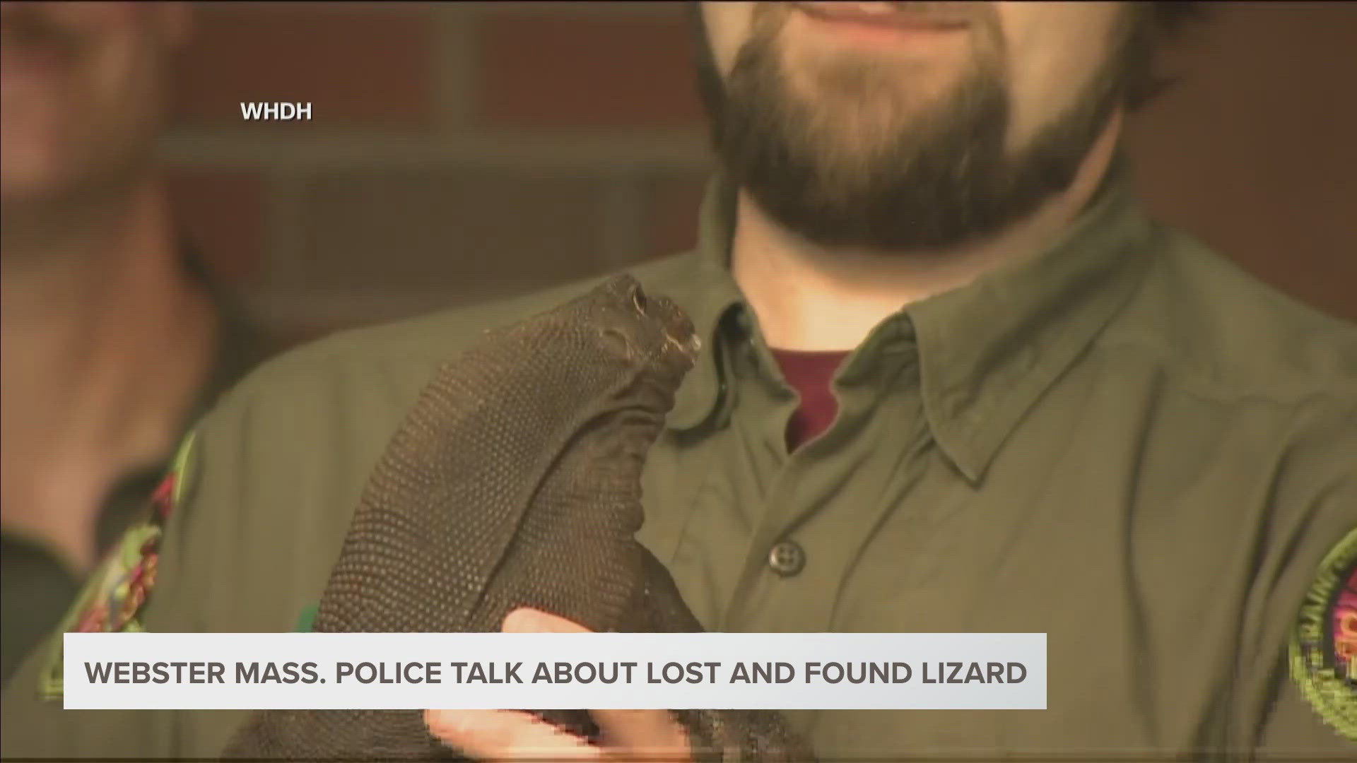 Goose, the water monitor lizard, safely captured after running loose in ...