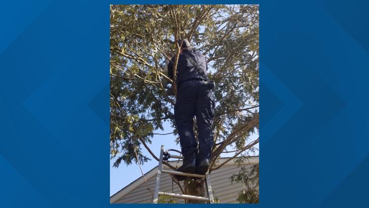 Firefighters rescue boy stuck up a tree in Danbury | fox61.com