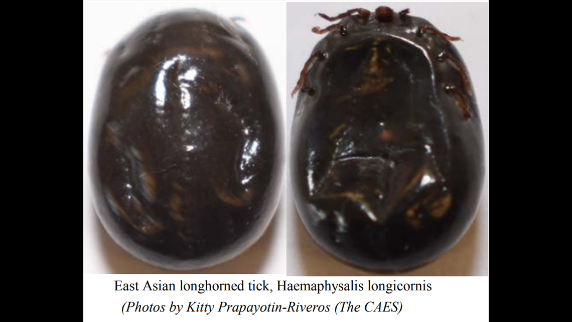 Evidence of bite by exotic east Asian tick reported in Connecticut ...