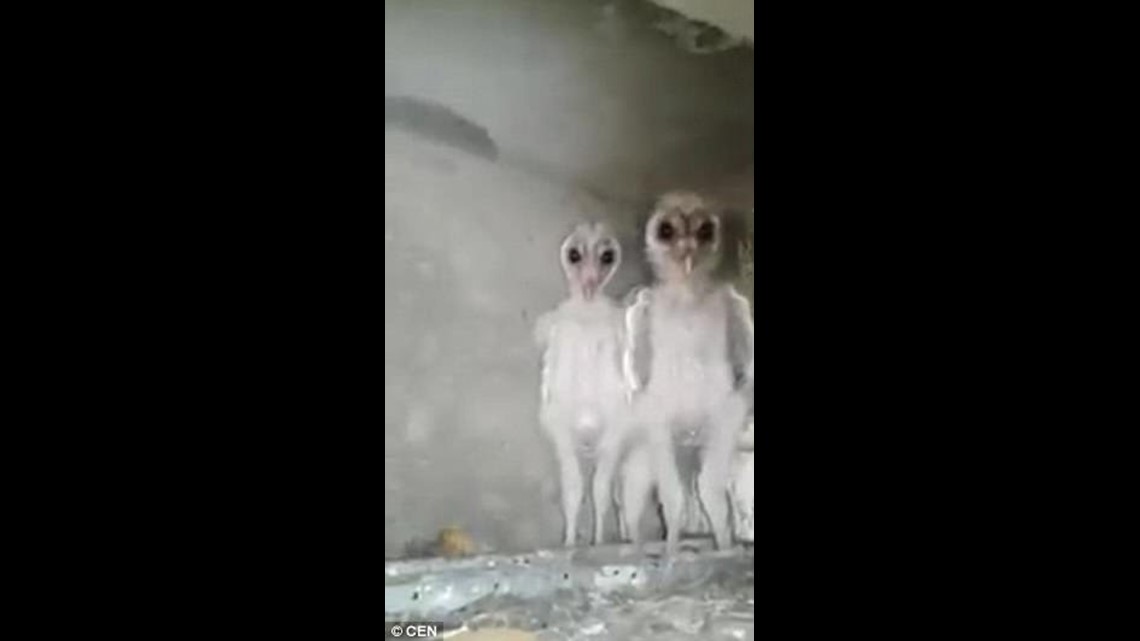 Birds with spooky eyes mistaken for aliens in India | fox61.com
