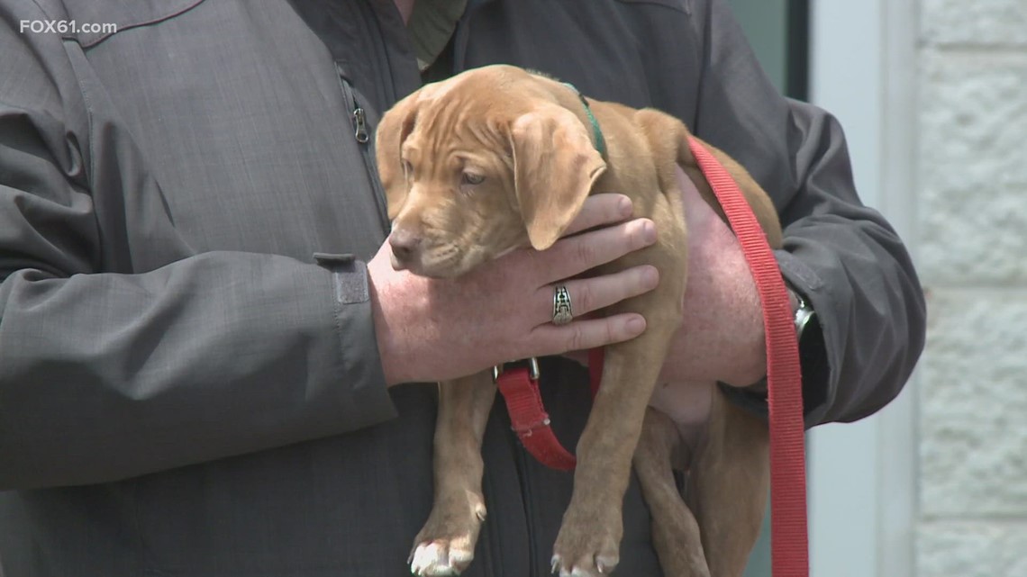 Conn. lawmakers tackle link of animal cruelty and child abuse | fox61.com