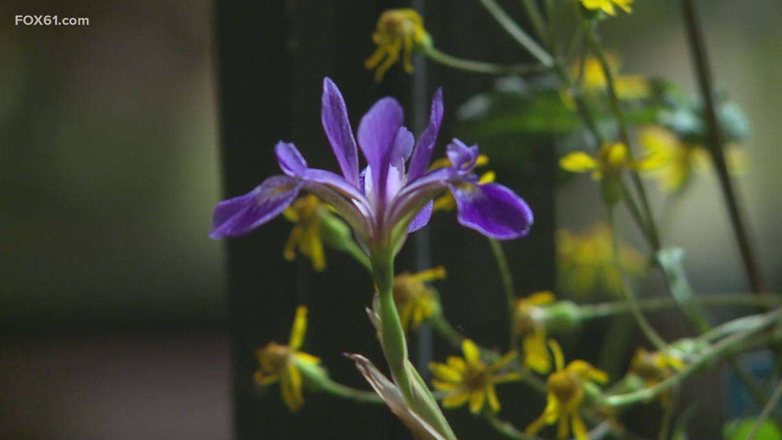 The Connecticut Flower and Garden Show blooms | fox61.com