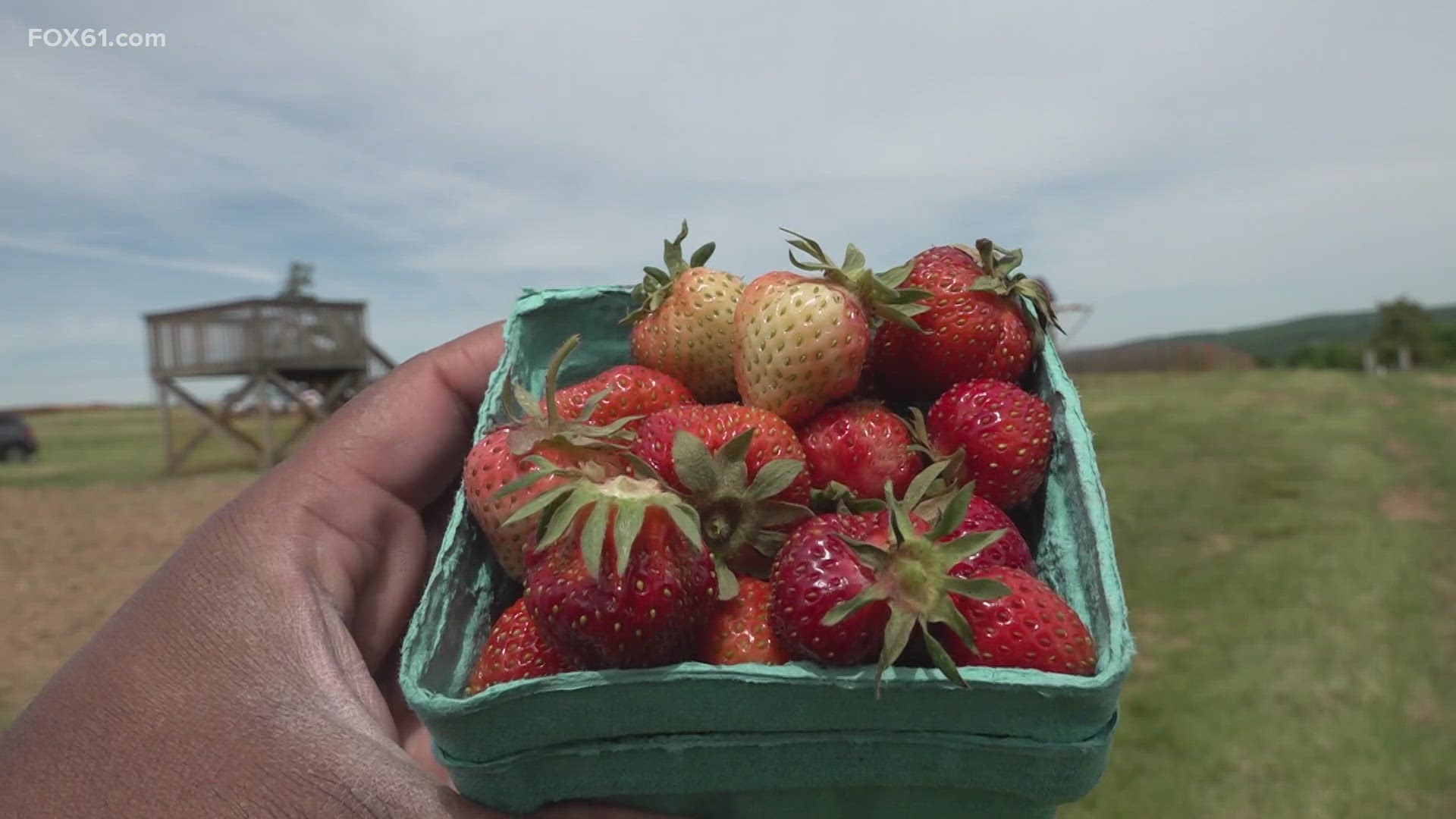 Lyman Orchards ready for strawberry season in Conn. | fox61.com