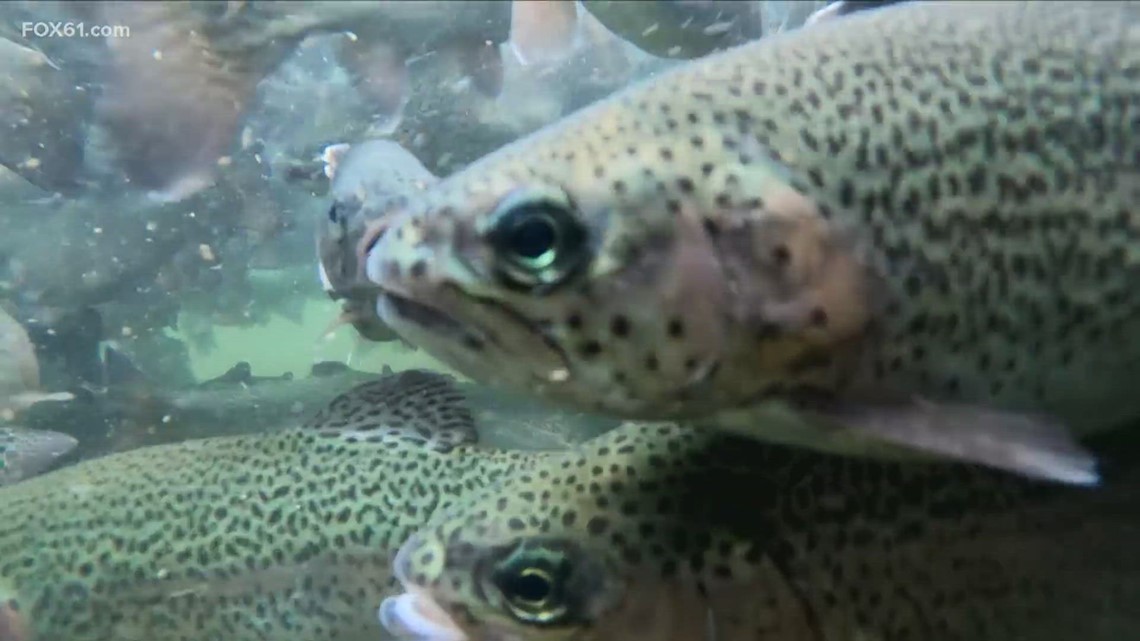 Burlington Fish Hatchery celebrates milestone achievement | fox61.com