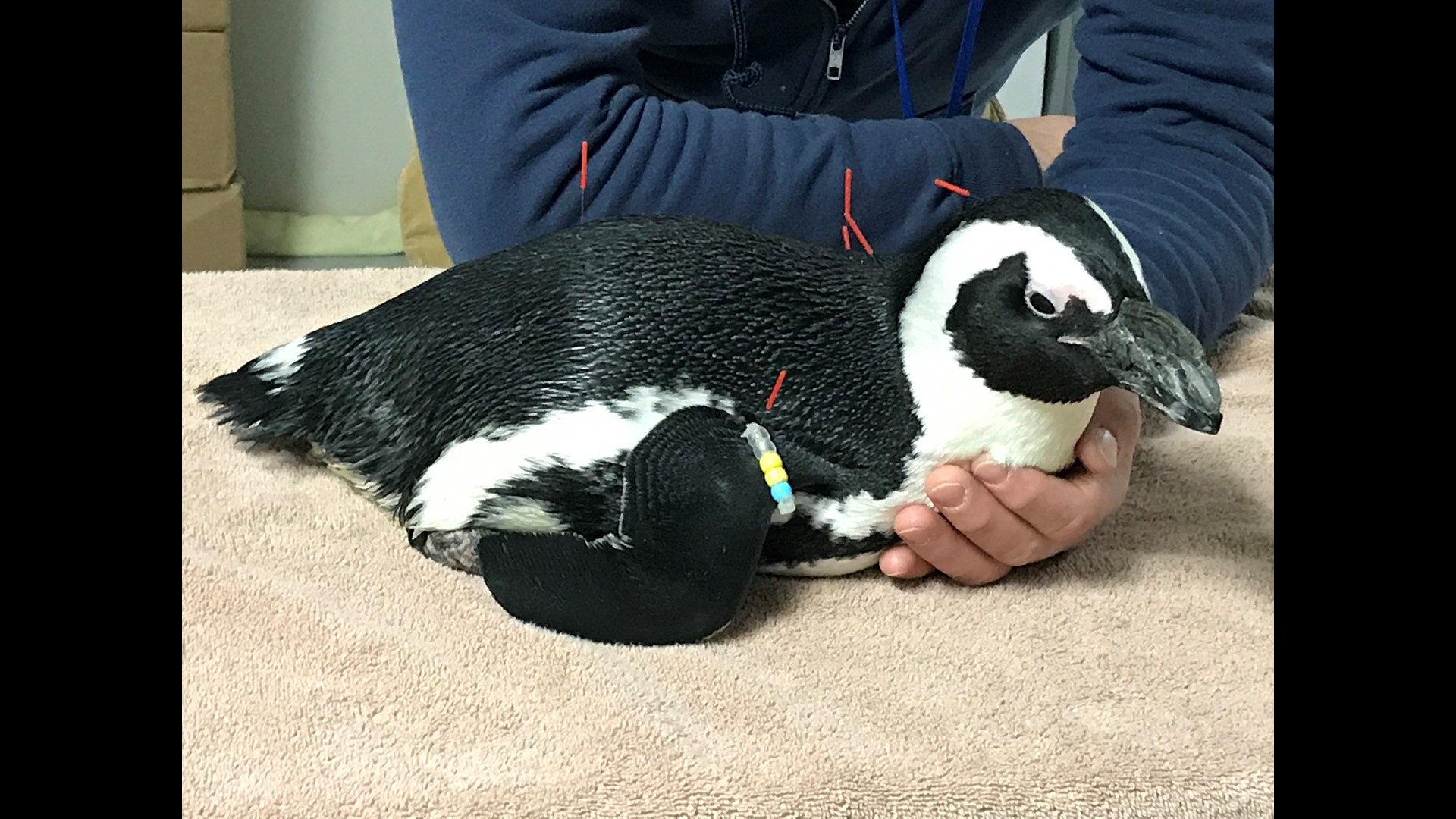 Pins and needles! Acupuncture therapy for penguins at Mystic | fox61.com