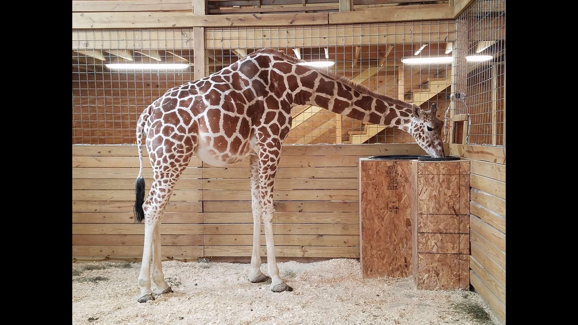 Watch LIVE: April the Giraffe’s vet says it ‘really shouldn’t be much ...