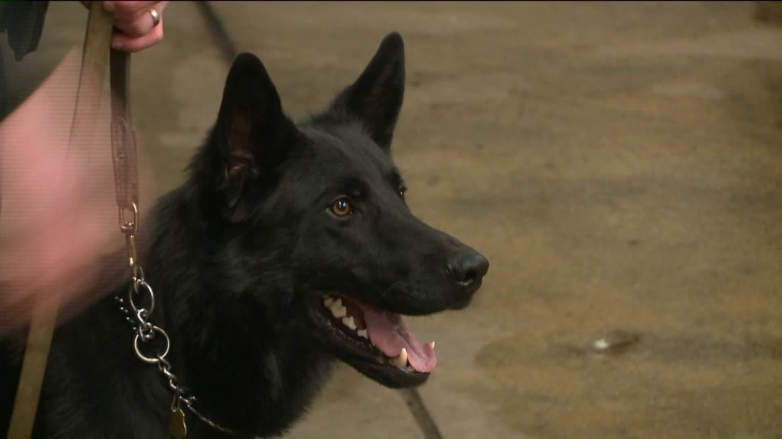 Killingly K 9 Locates Suspects Of A Home Invasion Shooting