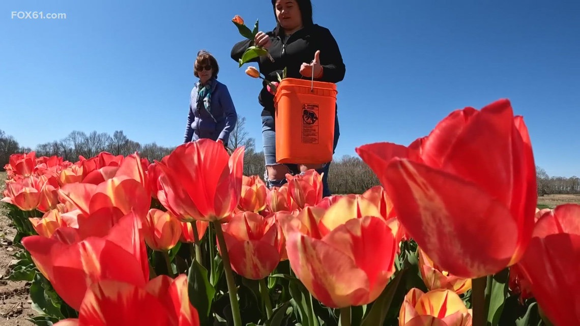 'Wicked Tulips' farm in Preston boasts over 750,000 tulips | fox61.com