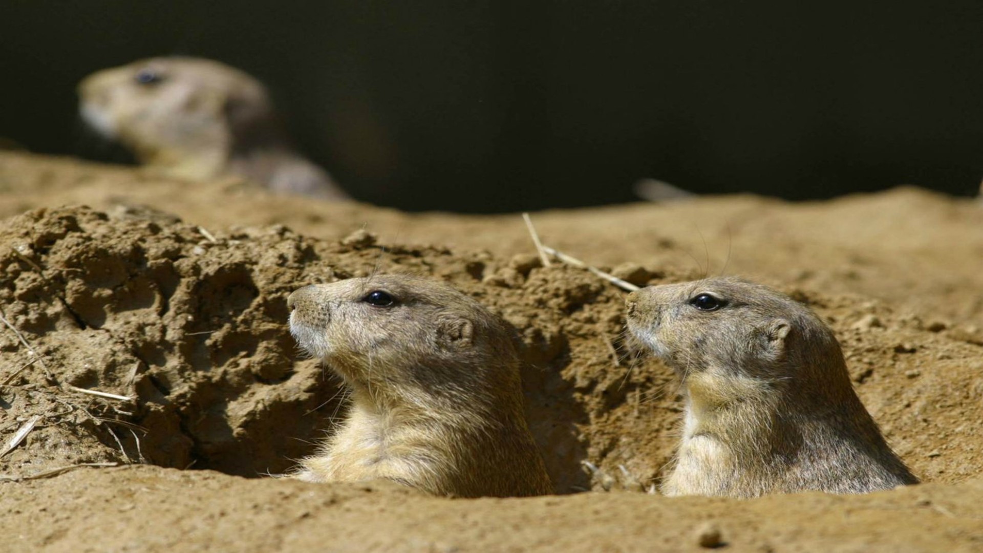 What's the difference between groundhogs and prairie dogs? | fox43.com